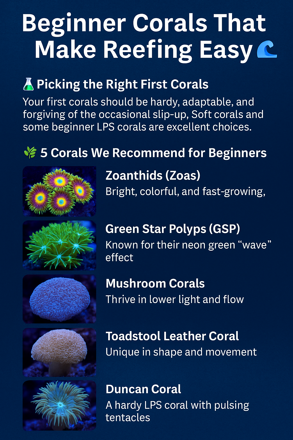 Top 5 Beginner Corals for Reef Tanks – Gem State Corals - Gem State Corals