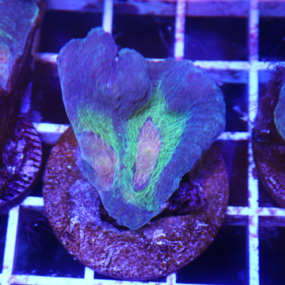 GS Tomb Raider Pectinia – Gem State Corals