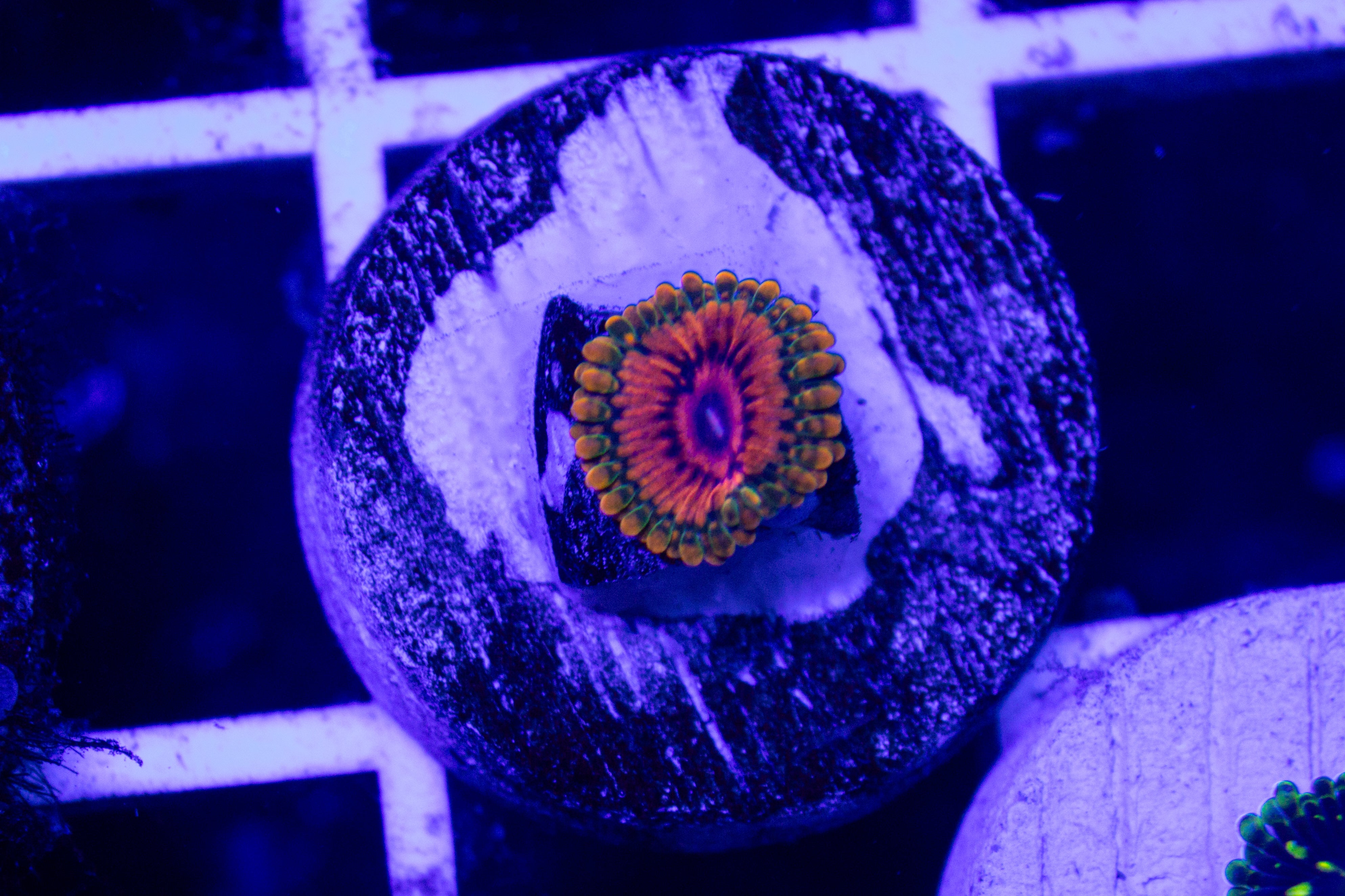 GS Exosphere Zoas | Gem State Corals