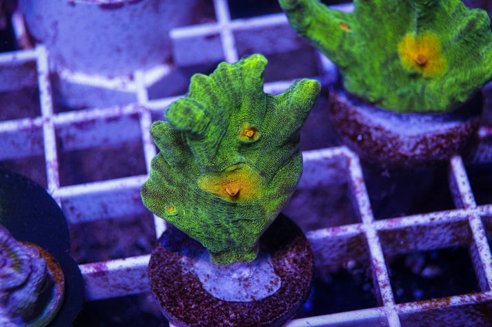 GS Space Invader Pectinia – Live Coral | Gem State Corals